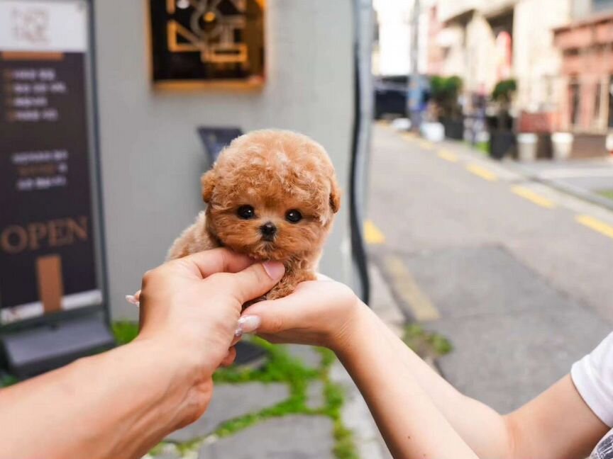 Мальтипу Тикап из Кореи