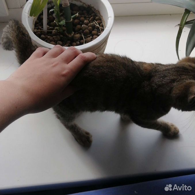 Очень маленький котёнок