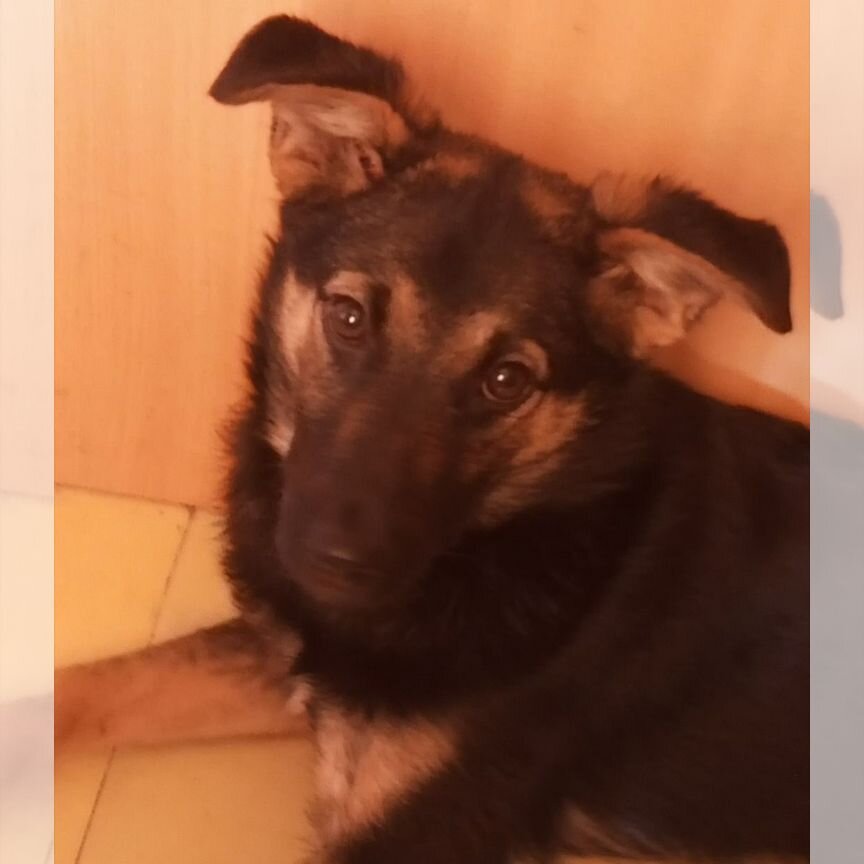 Взрослая собака в добрые руки