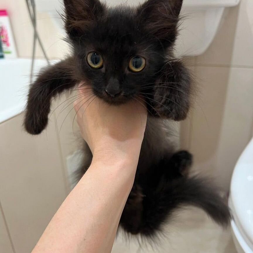 Черный котенок