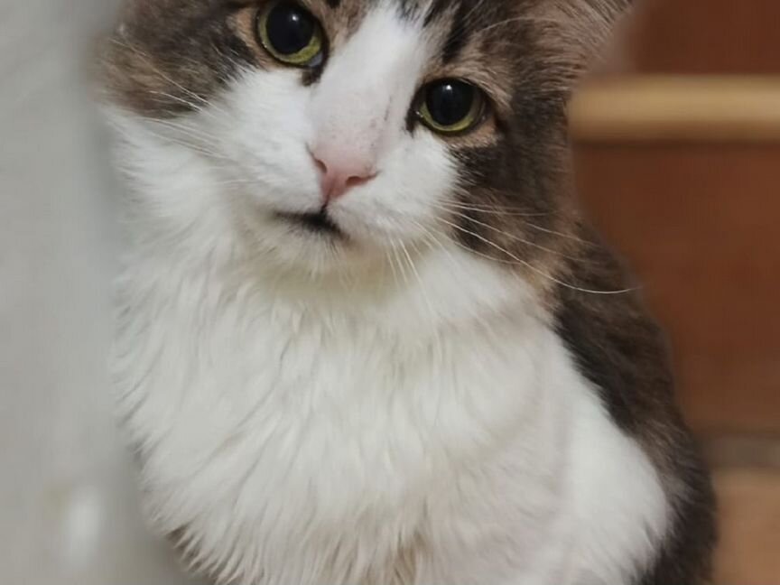 Норвежский лесной котик в дар