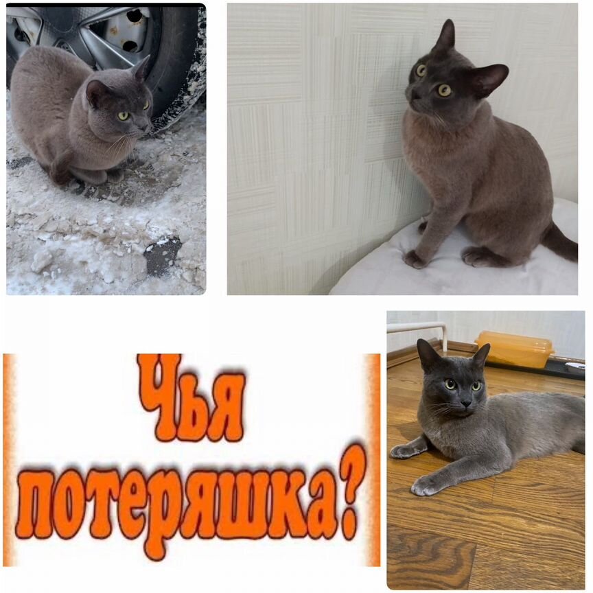Котик в поиске хозяина