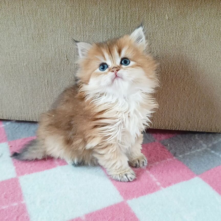Британский дш котик