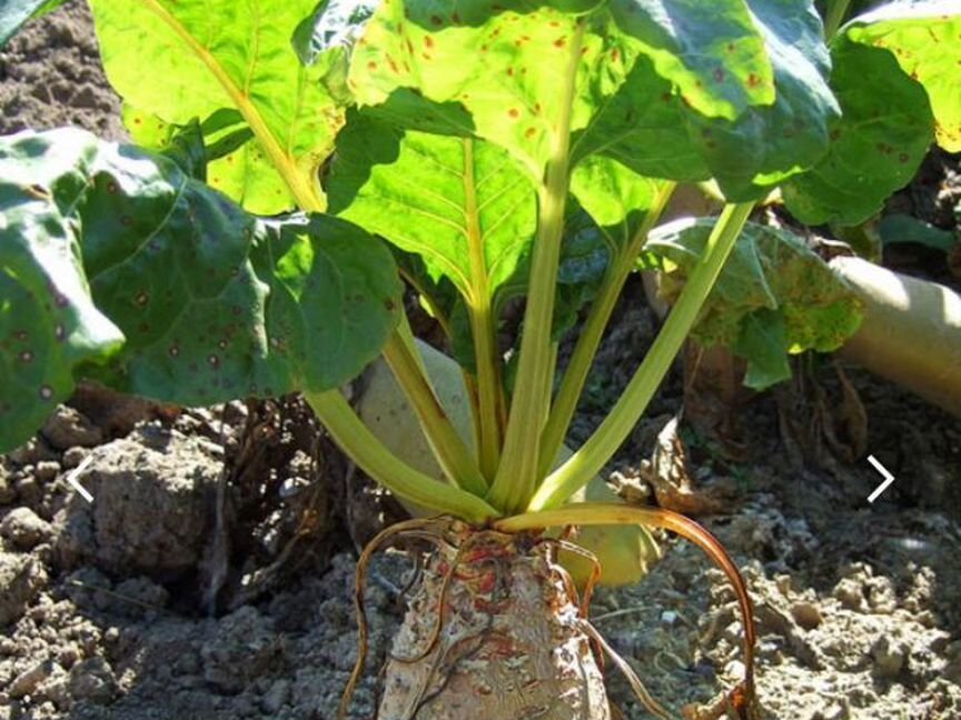 Свекла кормовая