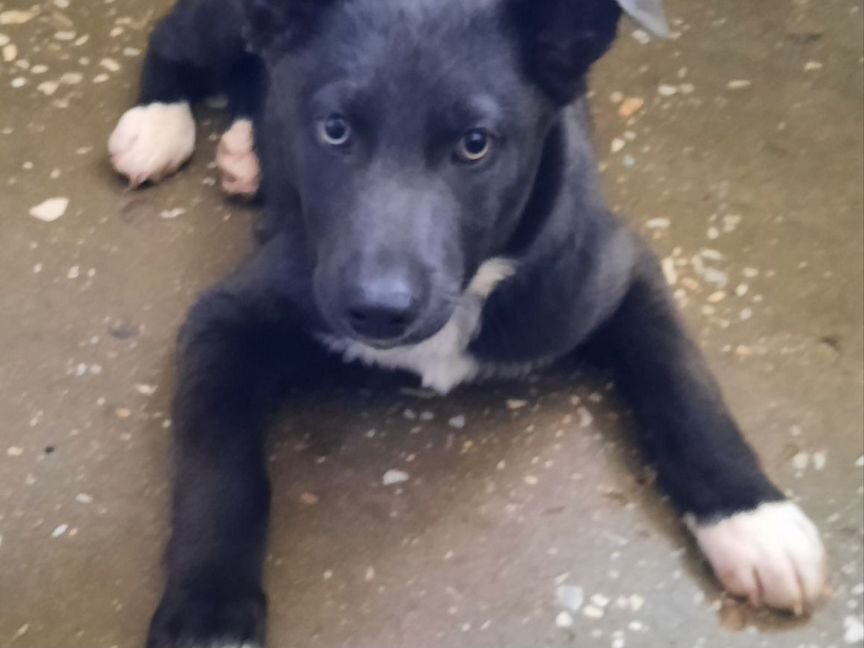 Собака в добрые руки отдам бесплатно