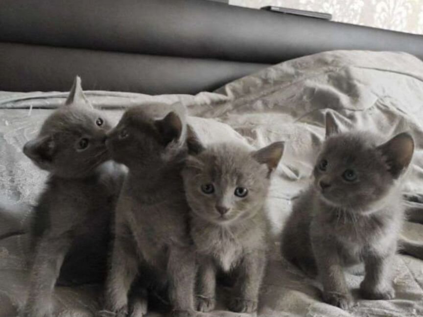 Малыши в серебристых шубках