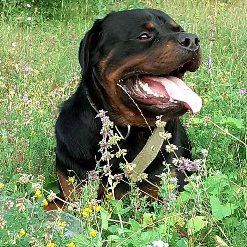 Отдам в добрые руки ротвейлера