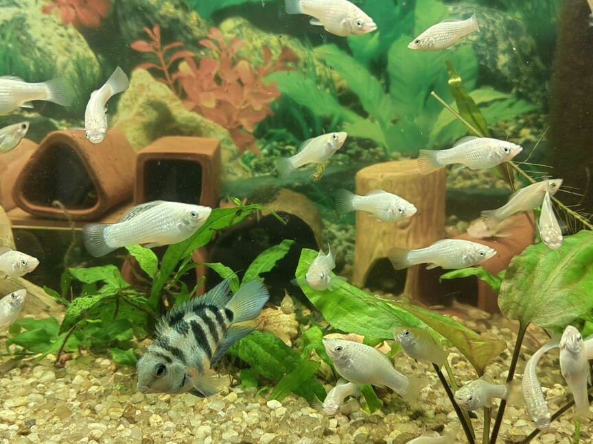 Сомики и цихлиды