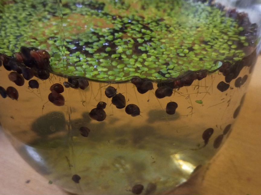 Улитки катушки бесплатно