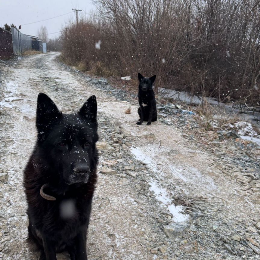 Немецкие овчарки