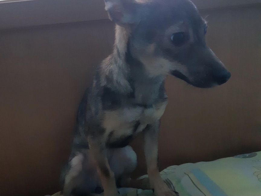 Чихуахуа смесь