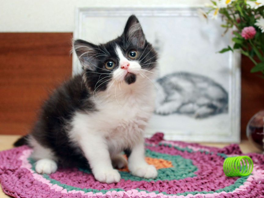 Котенок ищет дом