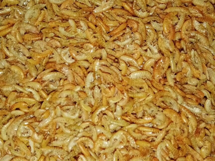 Гаммарус сушеный