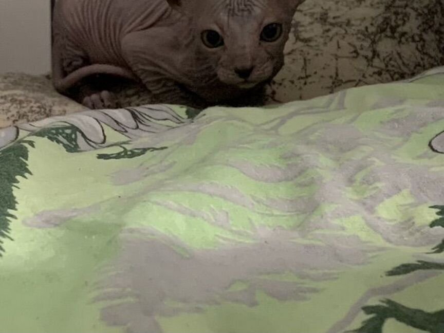 Канадский сфинкс котенок