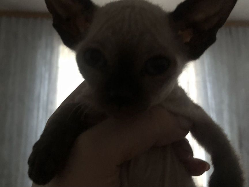 Канадский сфинкс