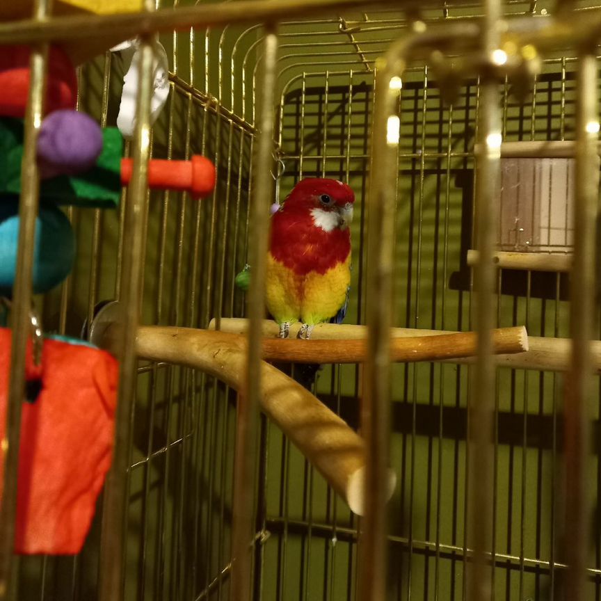 Попугай розелла с клеткой