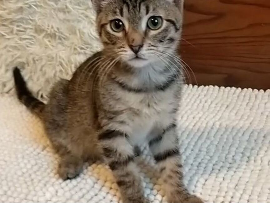 Принц. Котенок мальчик. 2,5 мес