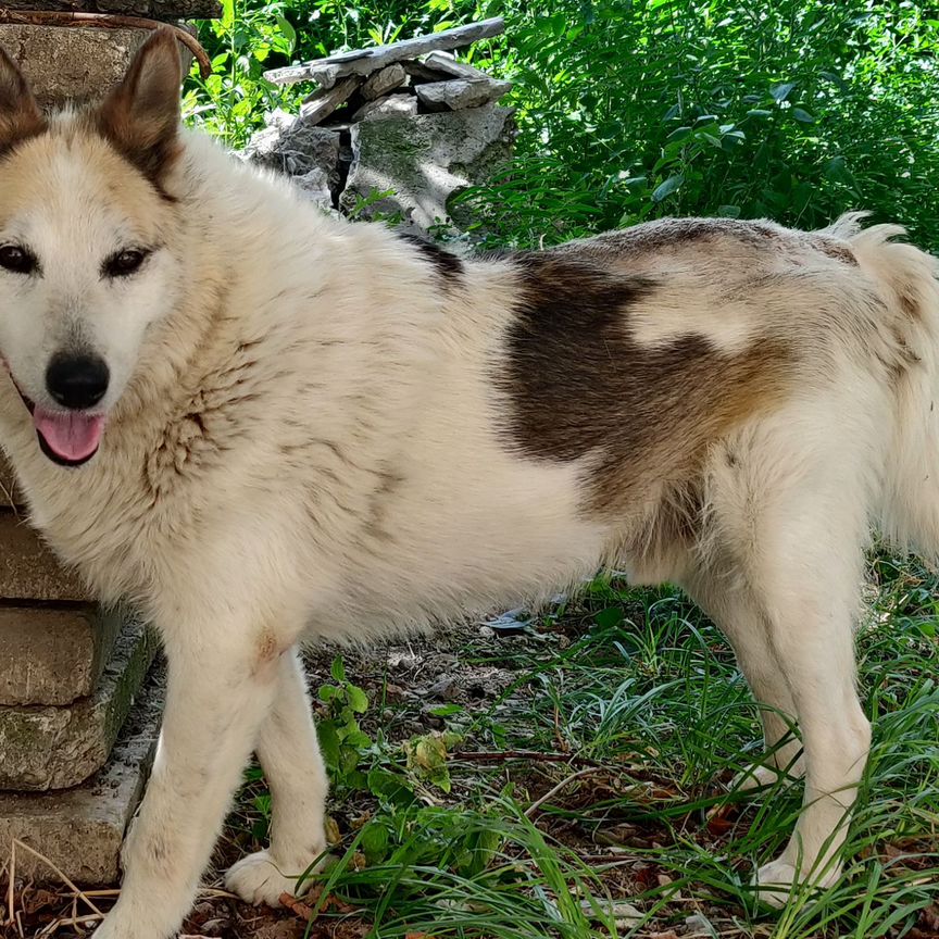 Собака компаньон в добрые руки