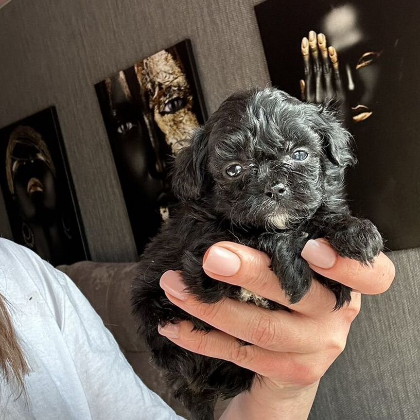 Мальтипу черный мини мальчик