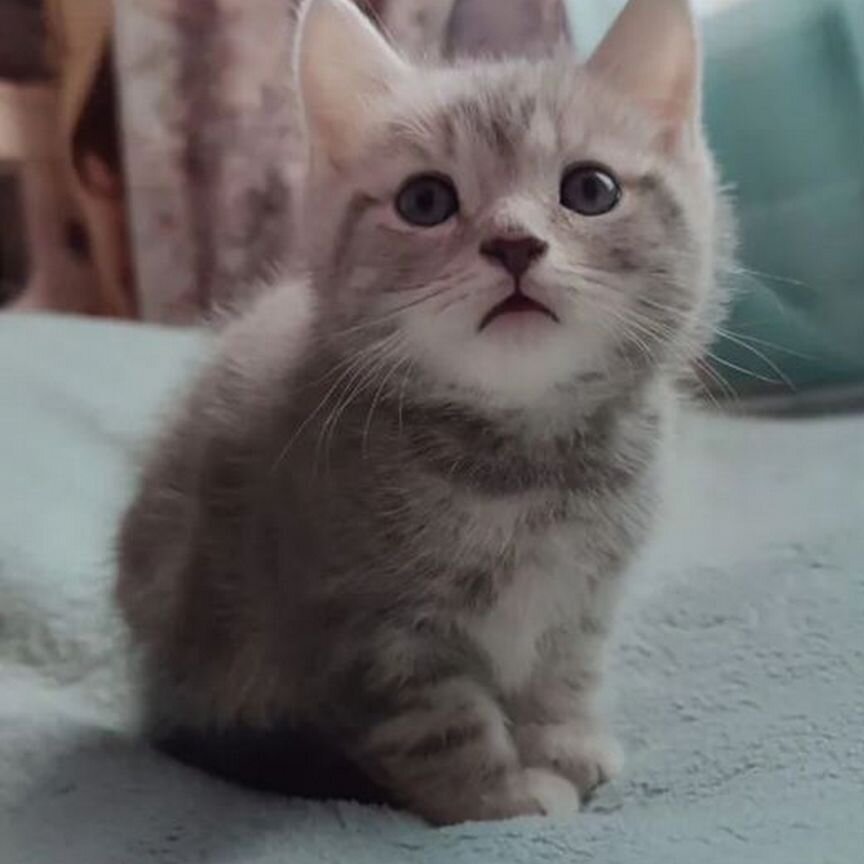 Шотландский вислоухий короткошёрстный котёнок