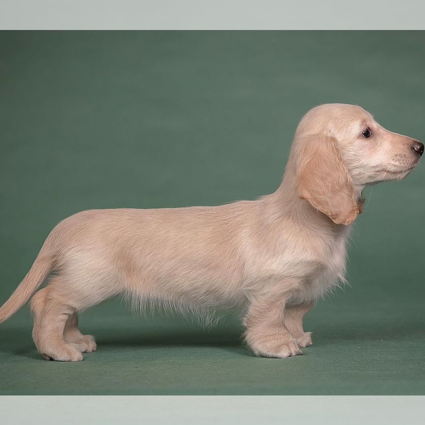 Кроличья такса, щенок