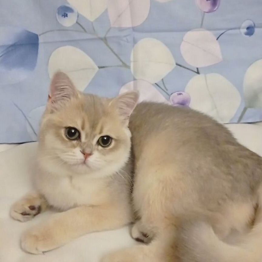 Кошка голубое золото