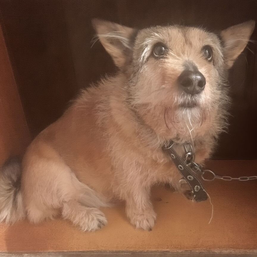 Взрослая собака в добрые руки