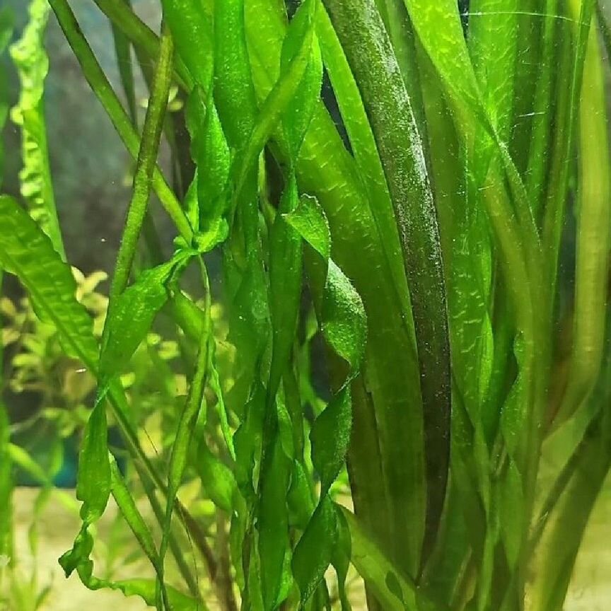 Аквариумное растение