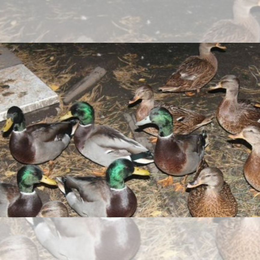 Подсадные утки