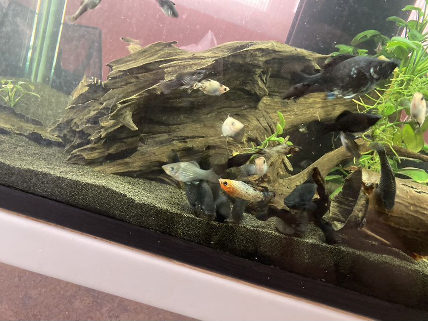 Велифера и молинезия