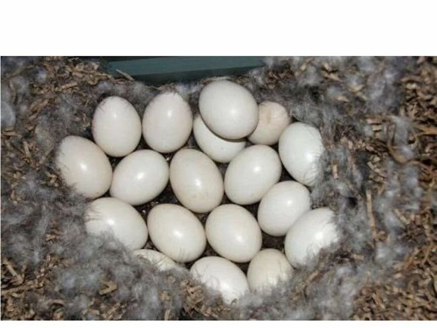 Инкубационное яйцо мускусной утки