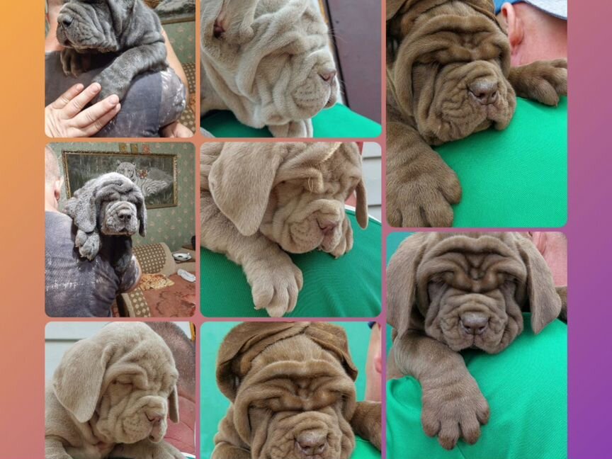 Неаполитанский мастиф