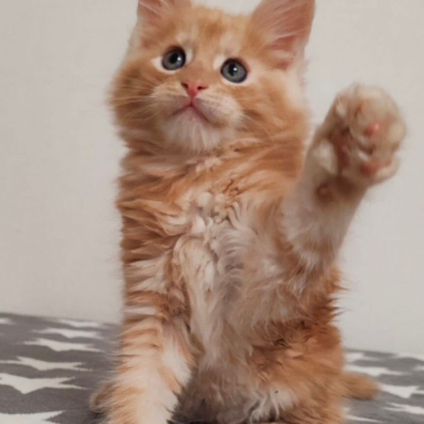 Котята мейн-куна