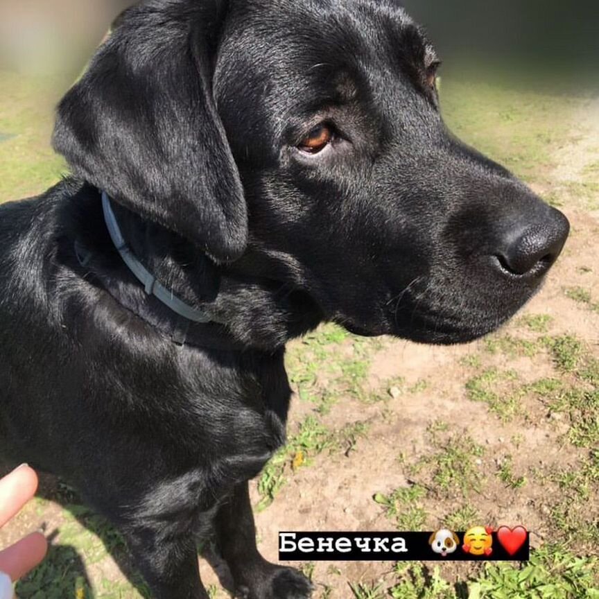 Ищем сучку для лабродора