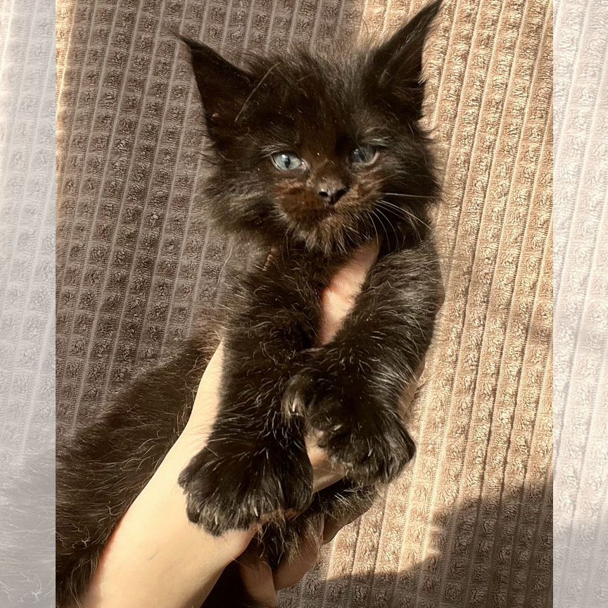 Мейн-кун котёнок