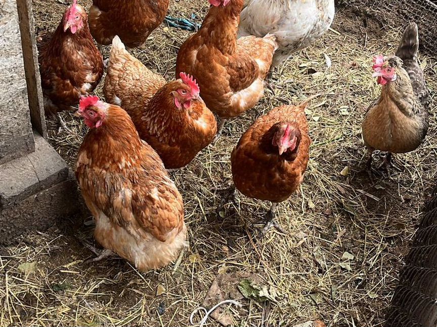 Куры несушки