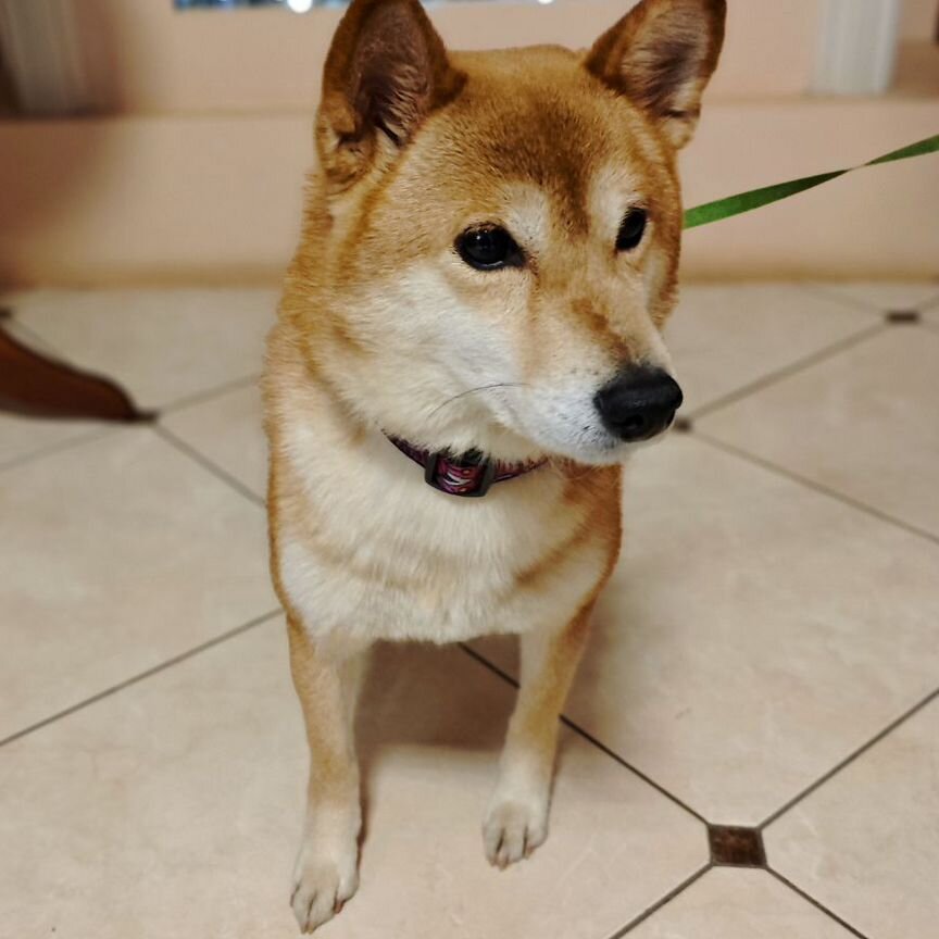 Сиба-ину, взрослая собака
