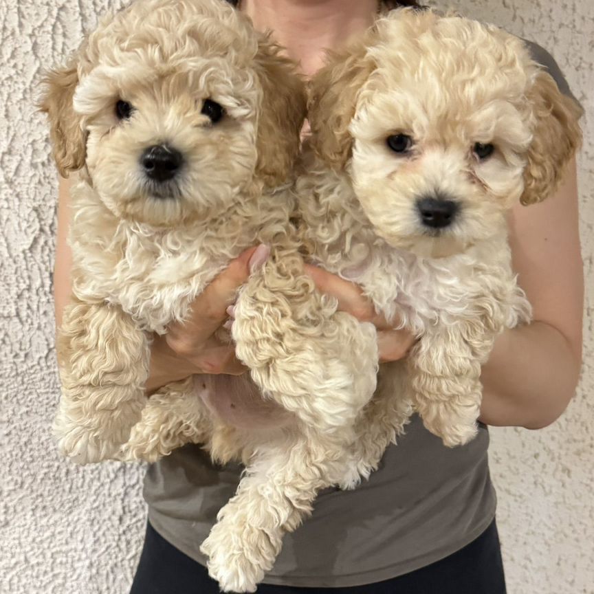 Бишон фризе, щенок