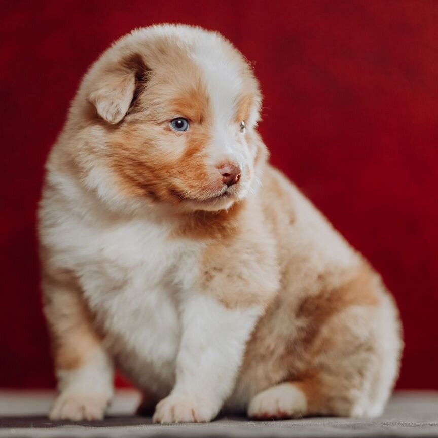 Щенок австралийской овчарки аусси