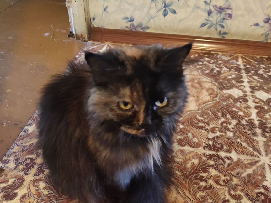 Кошка