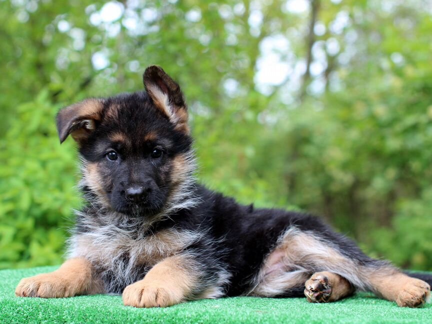 Продам собаку