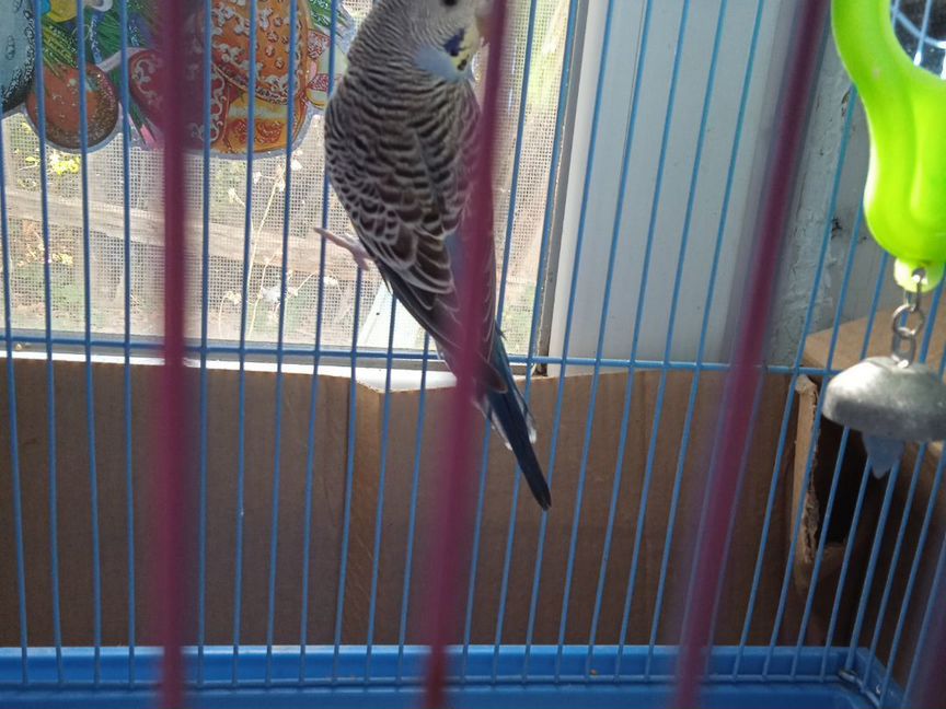 Волнистый попугай