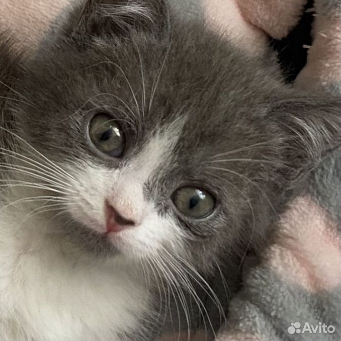 Голубая красотка Бетти