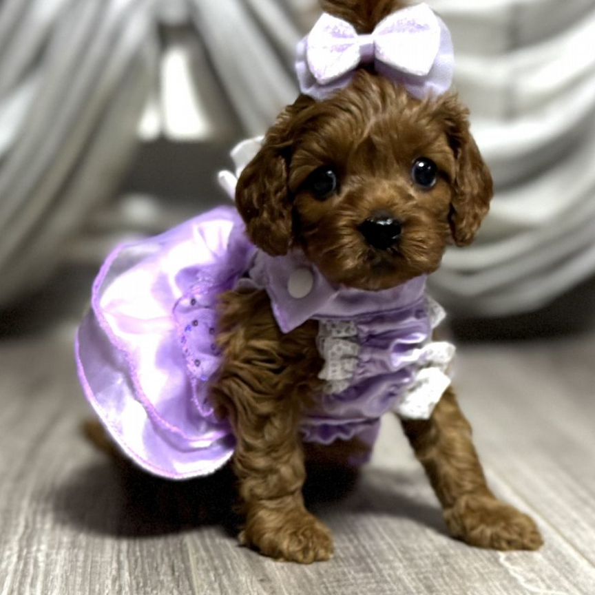 Кавапу, щенок