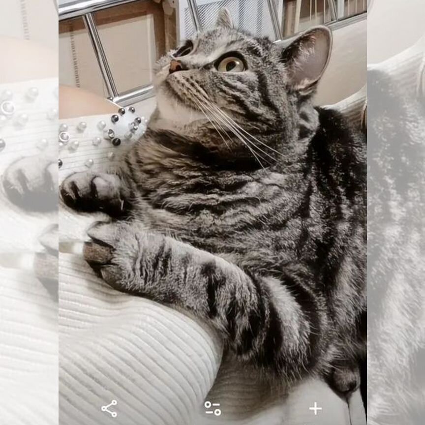 Шотландская прямоухая короткошёрстная, взрослая кошка