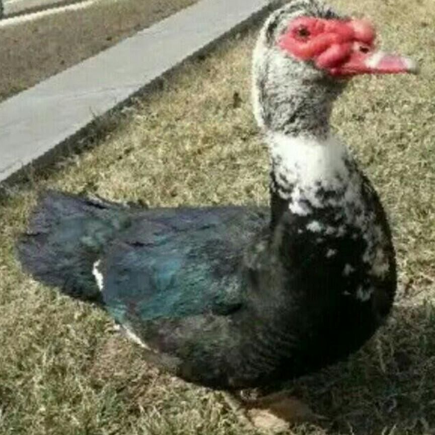 Мускусная утка Селезень
