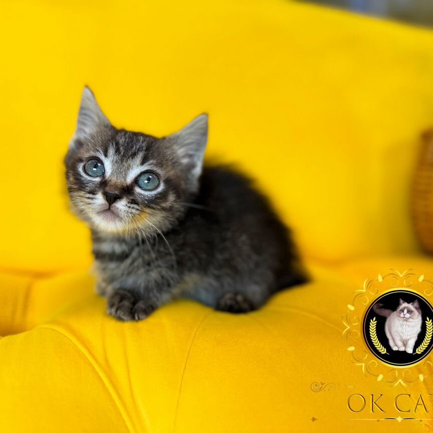 Сникерс. Котенок манчкин стандарт