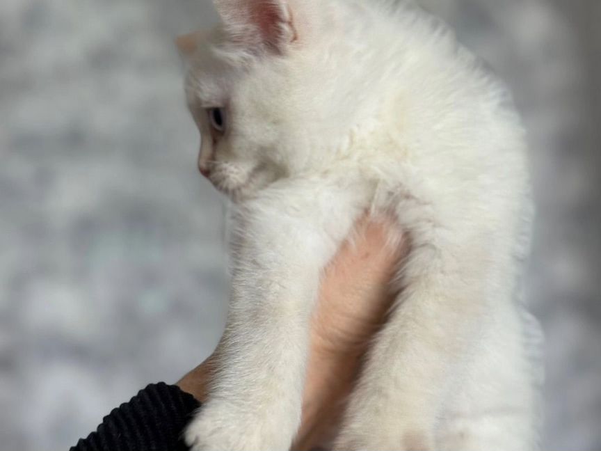 Шотландский котенок девочка