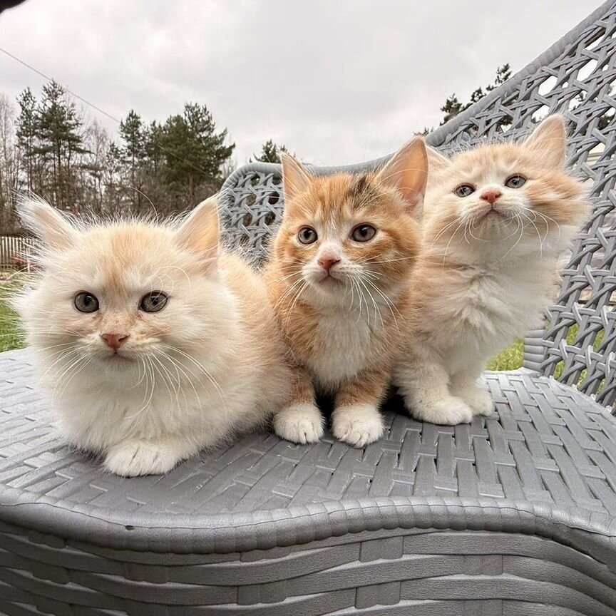 Курильский бобтейл длинношёрстный котёнок