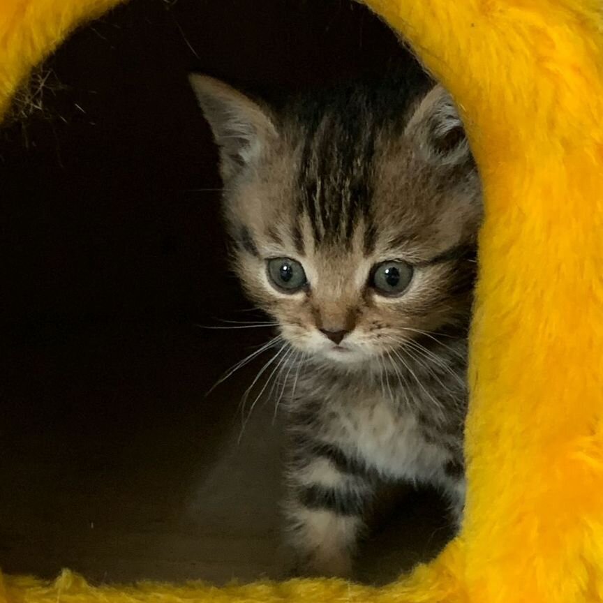 Шотландский вислоухий короткошёрстный котёнок